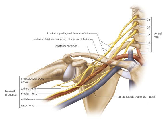 brachial plexus close - Whole Health Boston